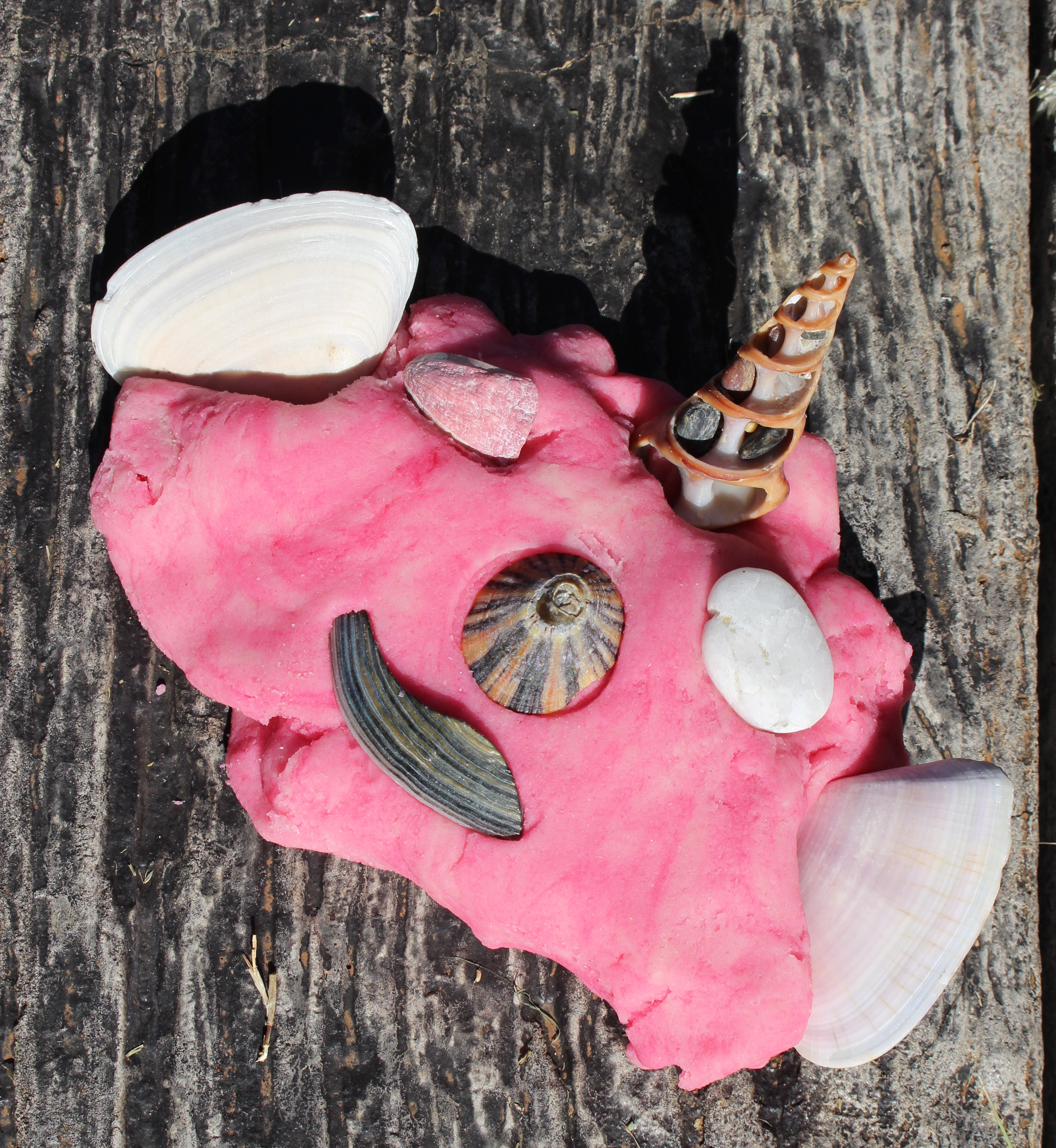 Seashells from the Seashore – Education Environment Explore